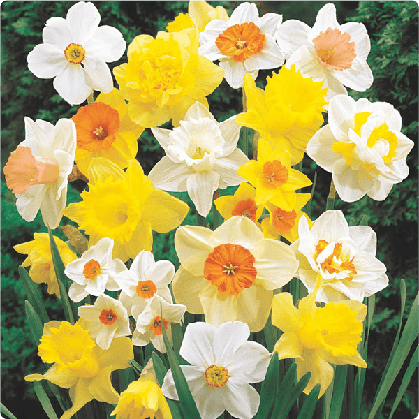 Breck's Flower Bulbs - Bulbs from Holland since 1818