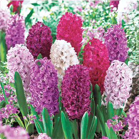 Breck's Flower Bulbs - Bulbs from Holland since 1818