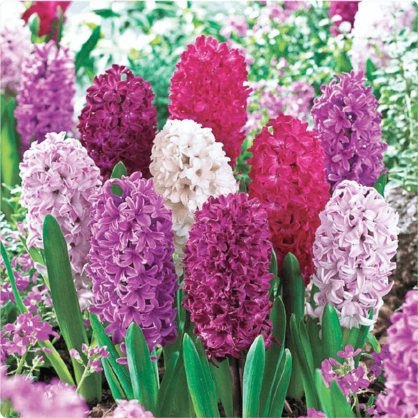 Breck's Flower Bulbs - Bulbs from Holland since 1818