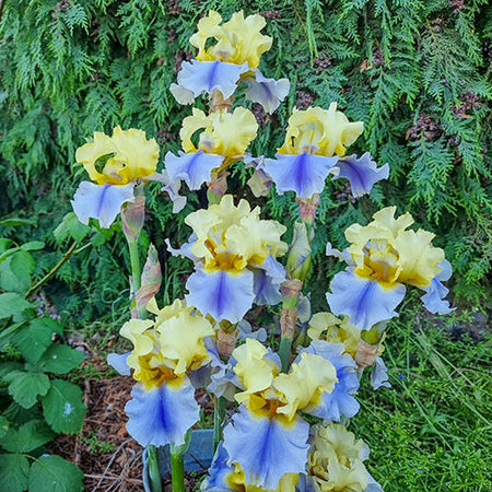 Breck's Flower Bulbs - Bulbs from Holland since 1818