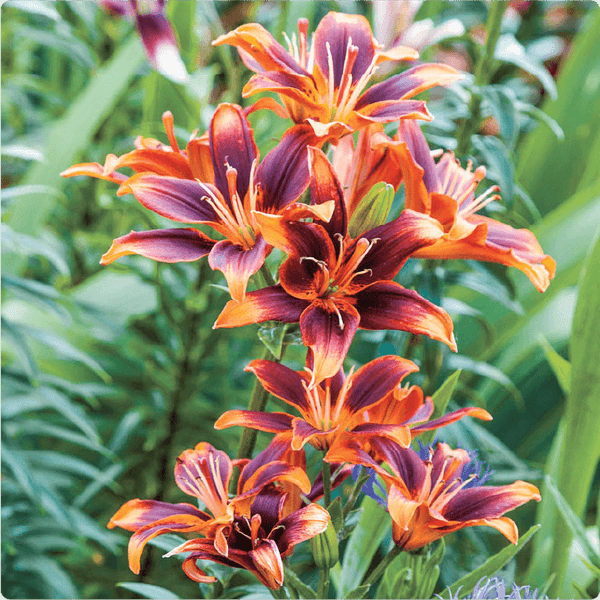 Breck's Flower Bulbs - Bulbs from Holland since 1818