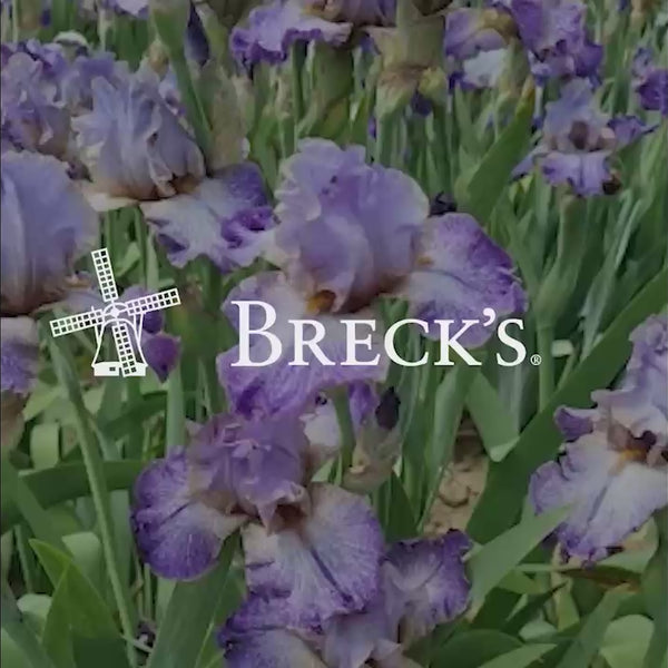 Buy Reblooming Tall Bearded (German) Iris Mixture | Breck's