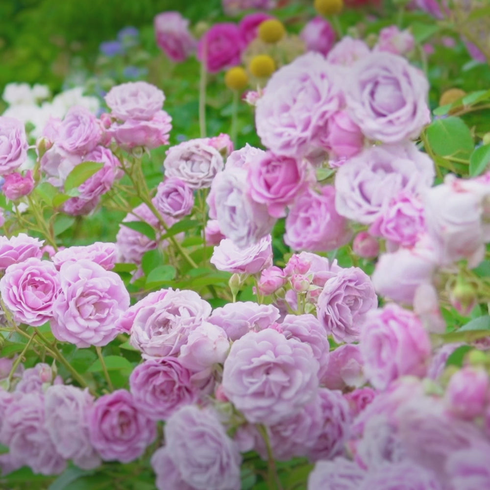 Scentimental Floribunda Rose | Shop Roses | Breck's