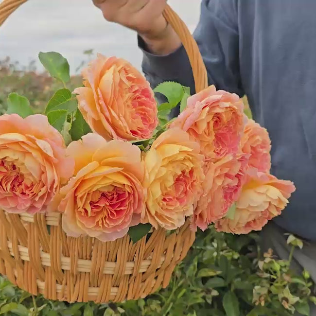 Fun in the Sun Grandiflora Rose | Save up to 75% | Breck's