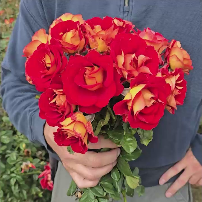 Ketchup & Mustard™ 36" Tree Rose – Breck's