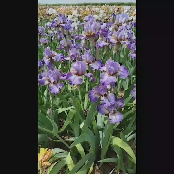 Make a Splash Bearded Iris for Sale | Breck's