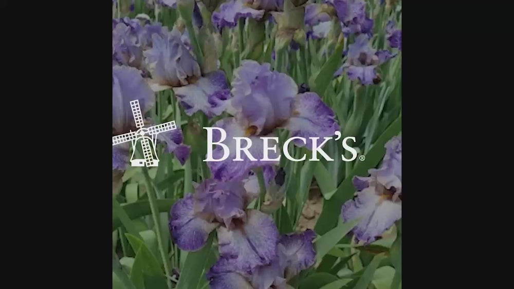 Buy Oreo Bearded Iris | Iris Bulbs and Rhizomes | Breck's