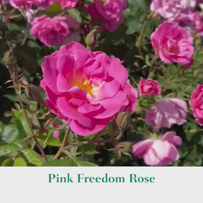 Pink Freedom Rose | Shop Hybrid Roses | Save at Breck's