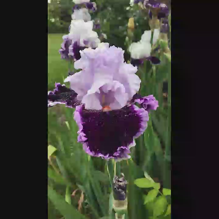 Royal Orders Bearded Iris Bulbs | Shop Online | Breck's