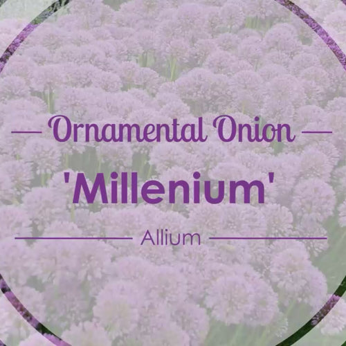 Buy Millenium Alliums Online | Sun Perennials | Breck's