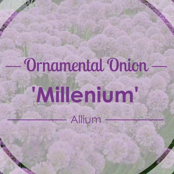Buy Millenium Alliums Online | Sun Perennials | Breck's