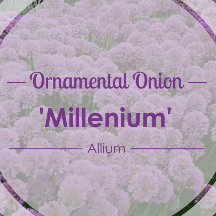 Buy Millenium Alliums Online | Sun Perennials | Breck's