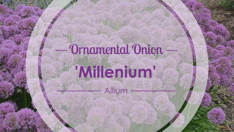 Buy Millenium Alliums Online | Sun Perennials | Breck's – Brecks