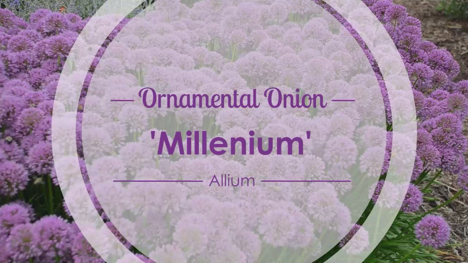 Buy Millenium Alliums Online | Sun Perennials | Breck's