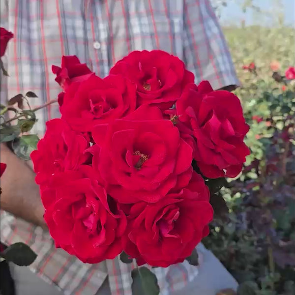 Drop Dead Red™ Floribunda Rose – Breck's