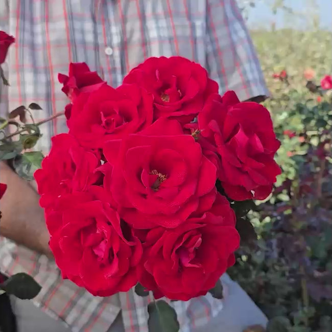 Drop Dead Red™ Floribunda Rose – Breck's