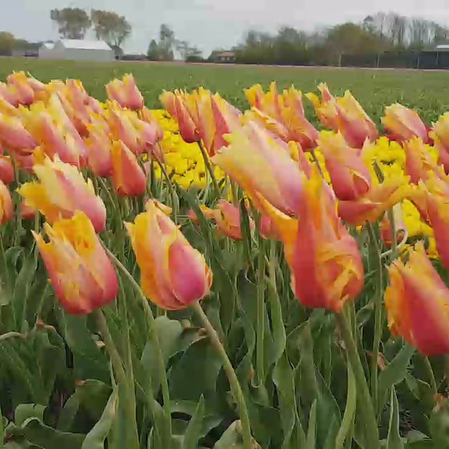Flaming Memory Tulip for Sale | Breck's