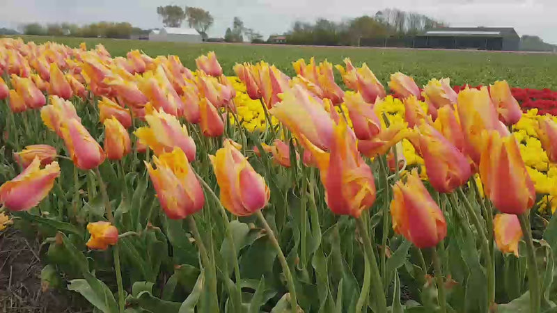 Flaming Memory Tulip for Sale | Breck's – Brecks